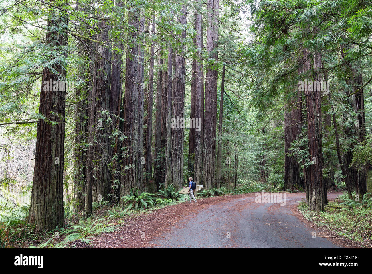 Small road in redwoods hi-res stock photography and images - Alamy