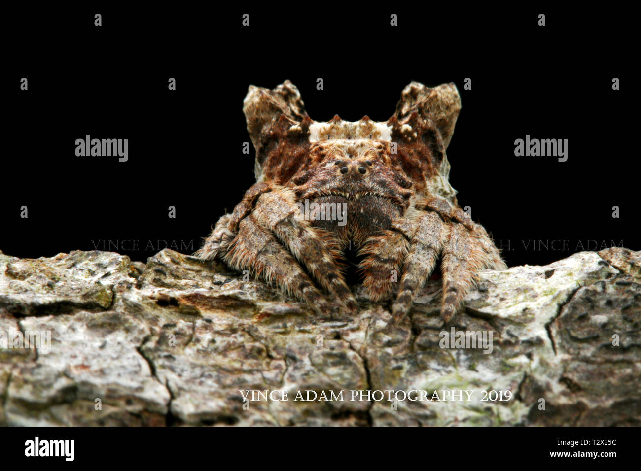 Broad-headed Bark Spider, Araneidae (Caerostris sp Stock Photo - Alamy
