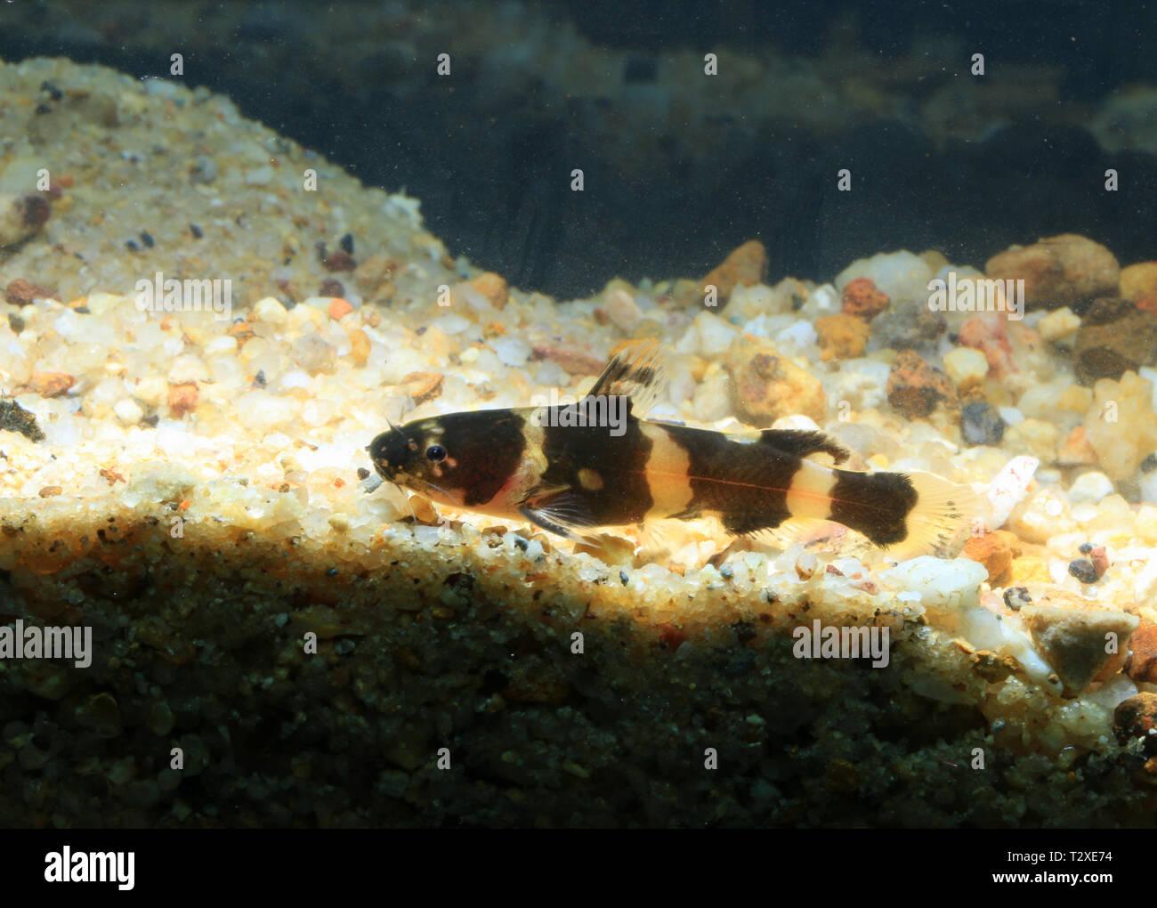 Dwarf bumblebee catfish, Pseudomystus leiacanthus Stock Photo - Alamy