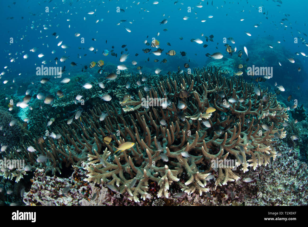 Small fish flutter above a healthy coral reef in Raja Ampat, Indonesia ...