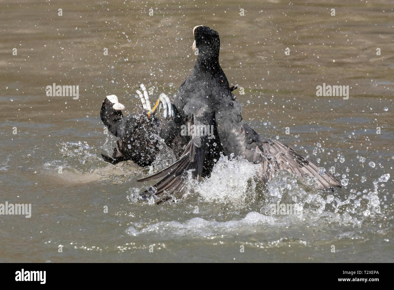 Common coots feet hi-res stock photography and images - Alamy