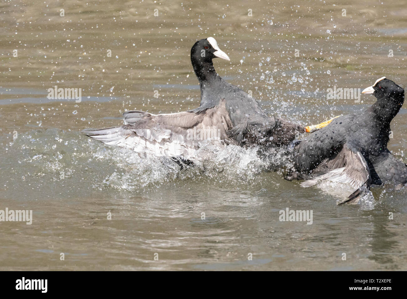 Common coots feet hi-res stock photography and images - Alamy