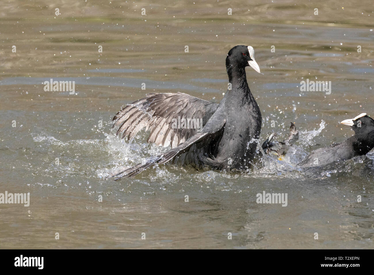 Coots Fighting With Their Feet High Resolution Stock Photography and ...