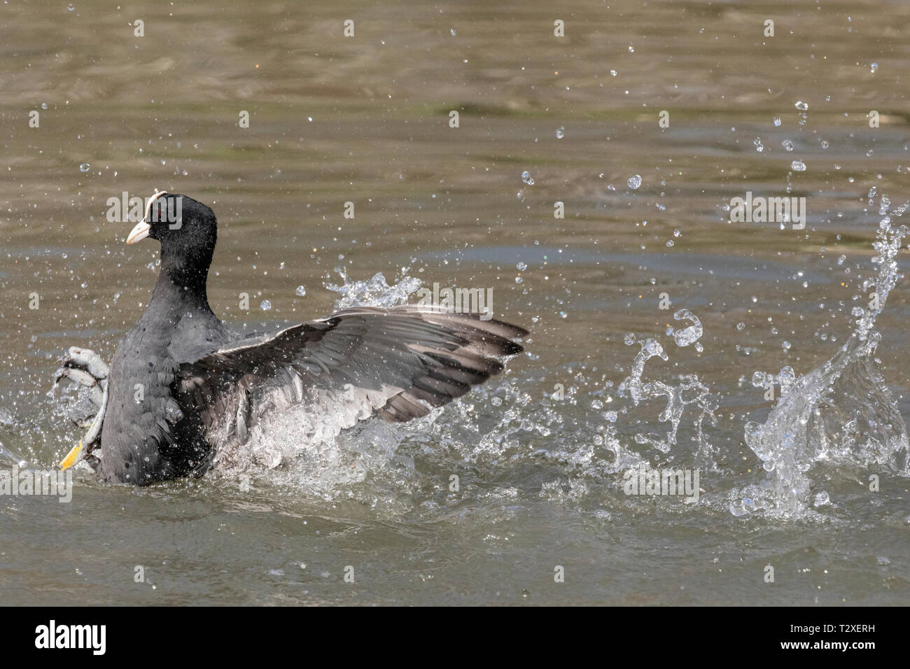 Common coots feet hi-res stock photography and images - Alamy