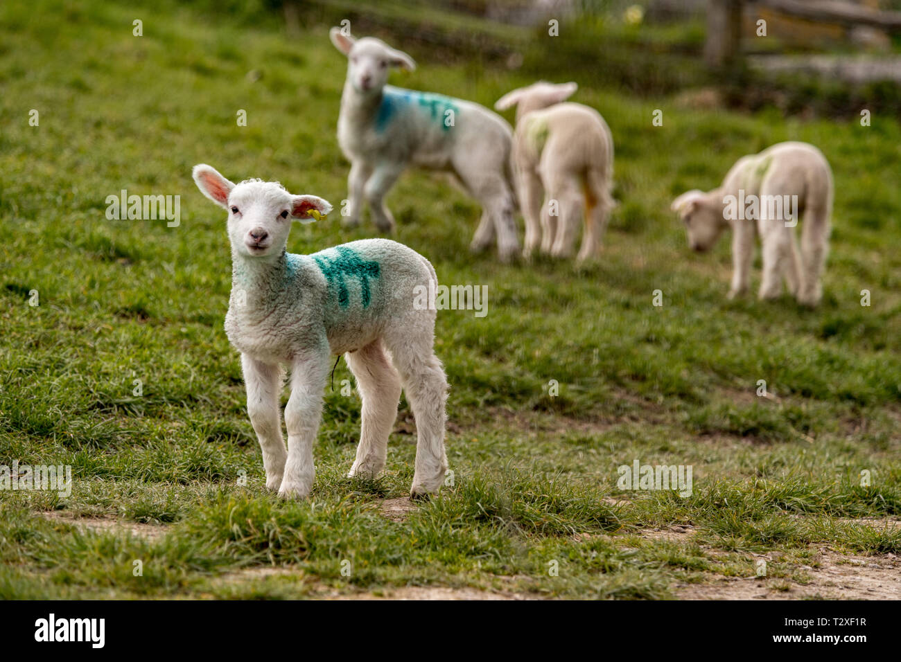 Lambs april 2019 hi-res stock photography and images - Alamy