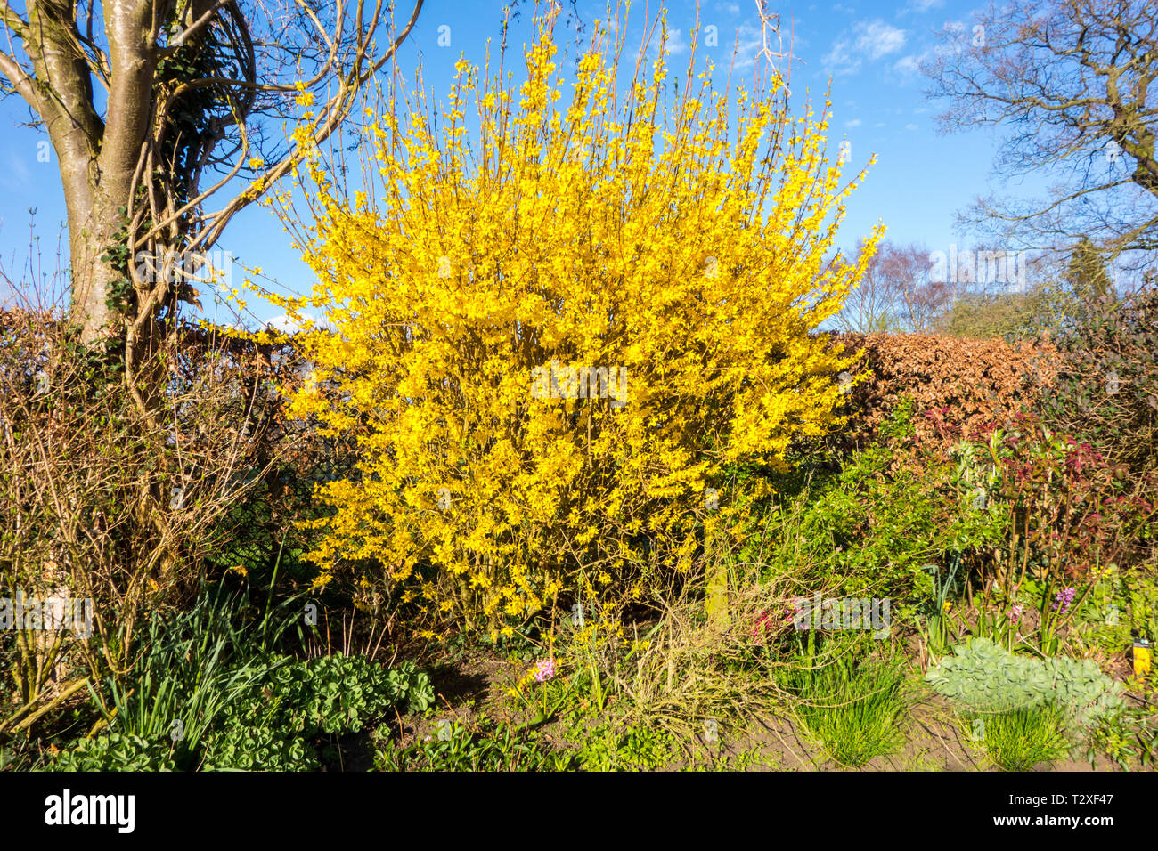 Yellow Forsythia bush in full bloom in the springtime in an English ...
