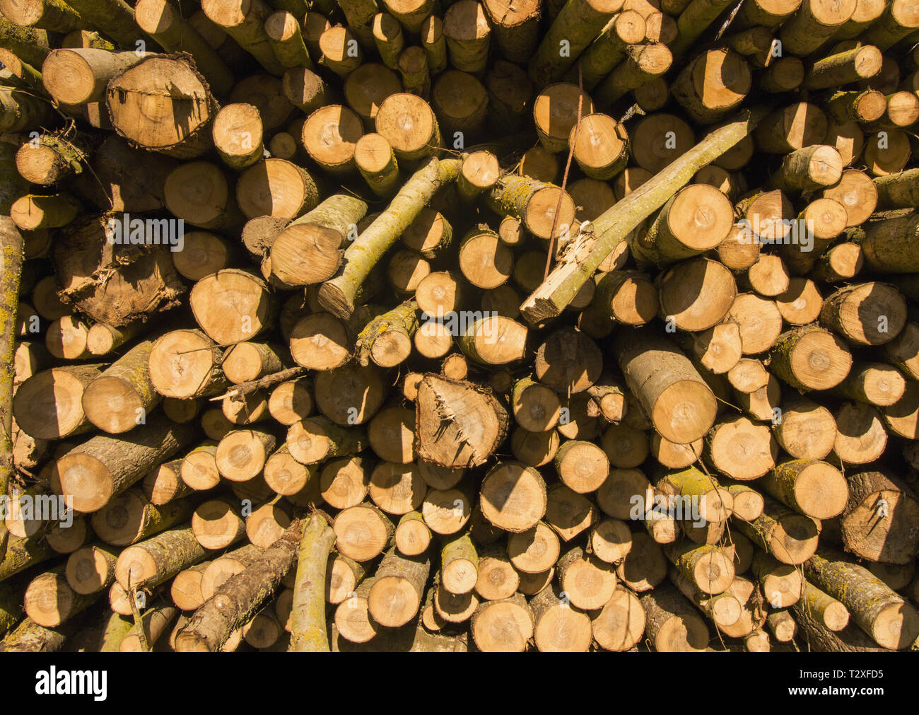 Log texture hi-res stock photography and images - Alamy