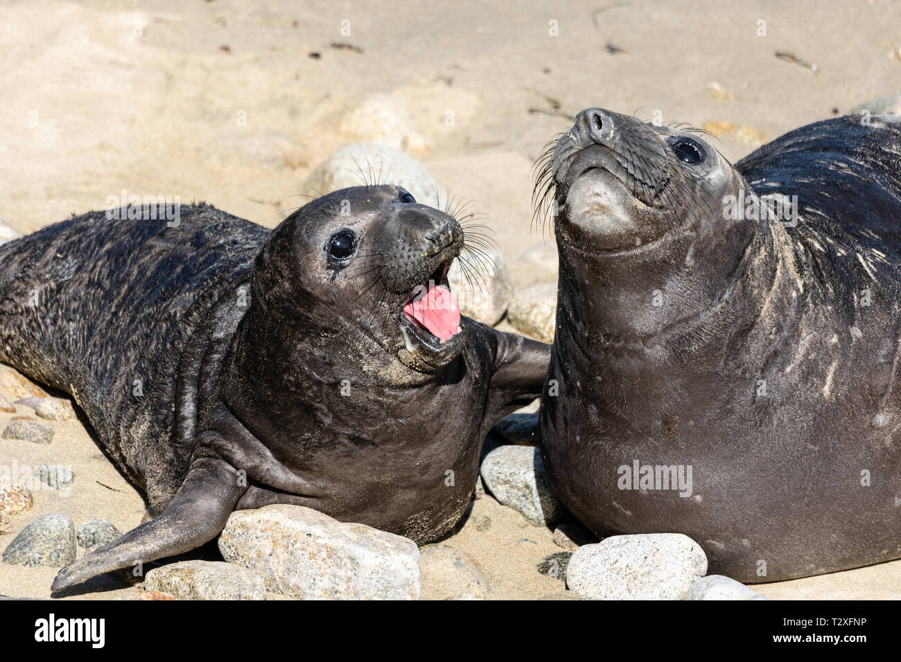 Northern Elephant Seal Pup