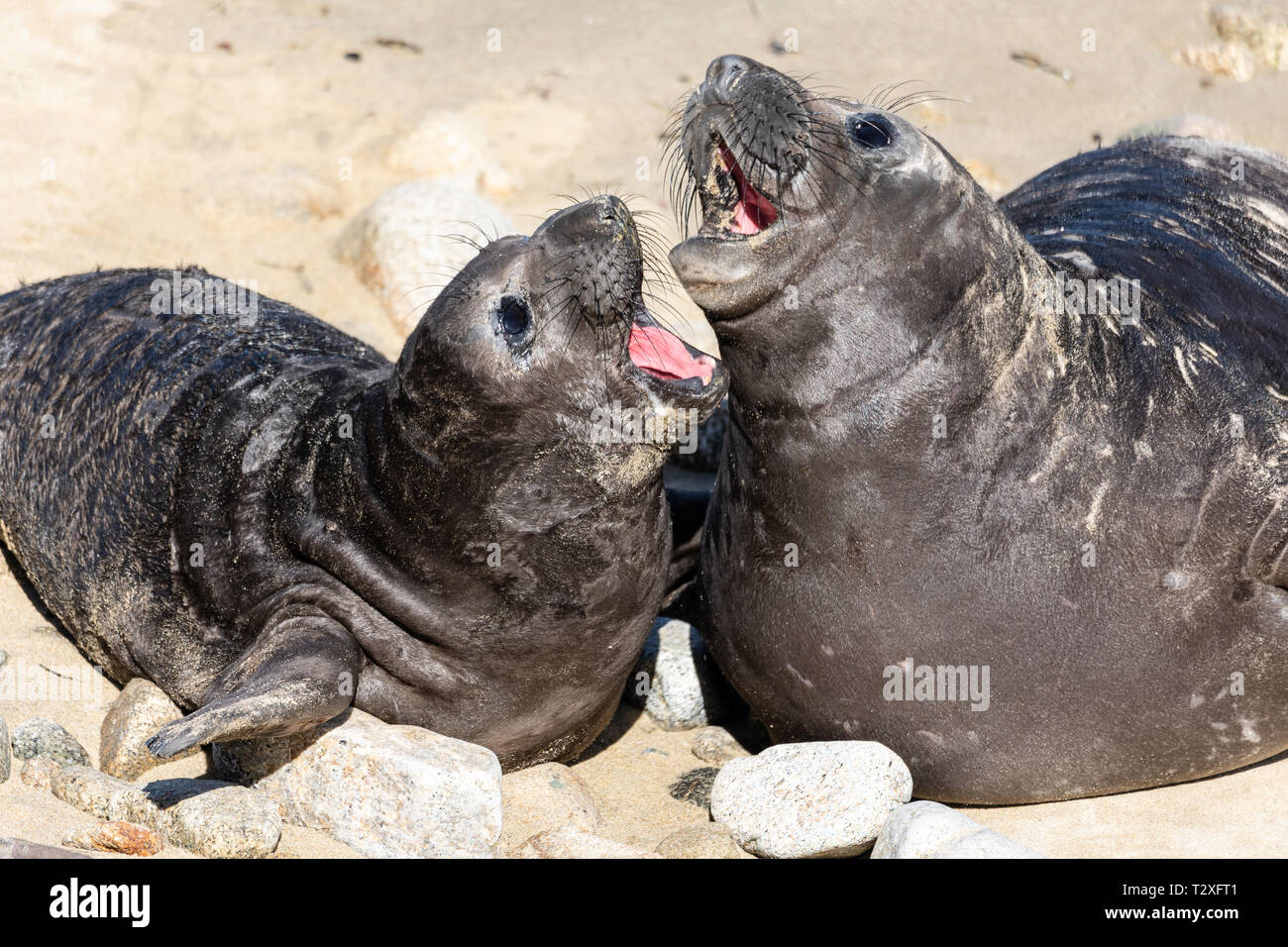 Elephant seals point reyes hi-res stock photography and images - Alamy