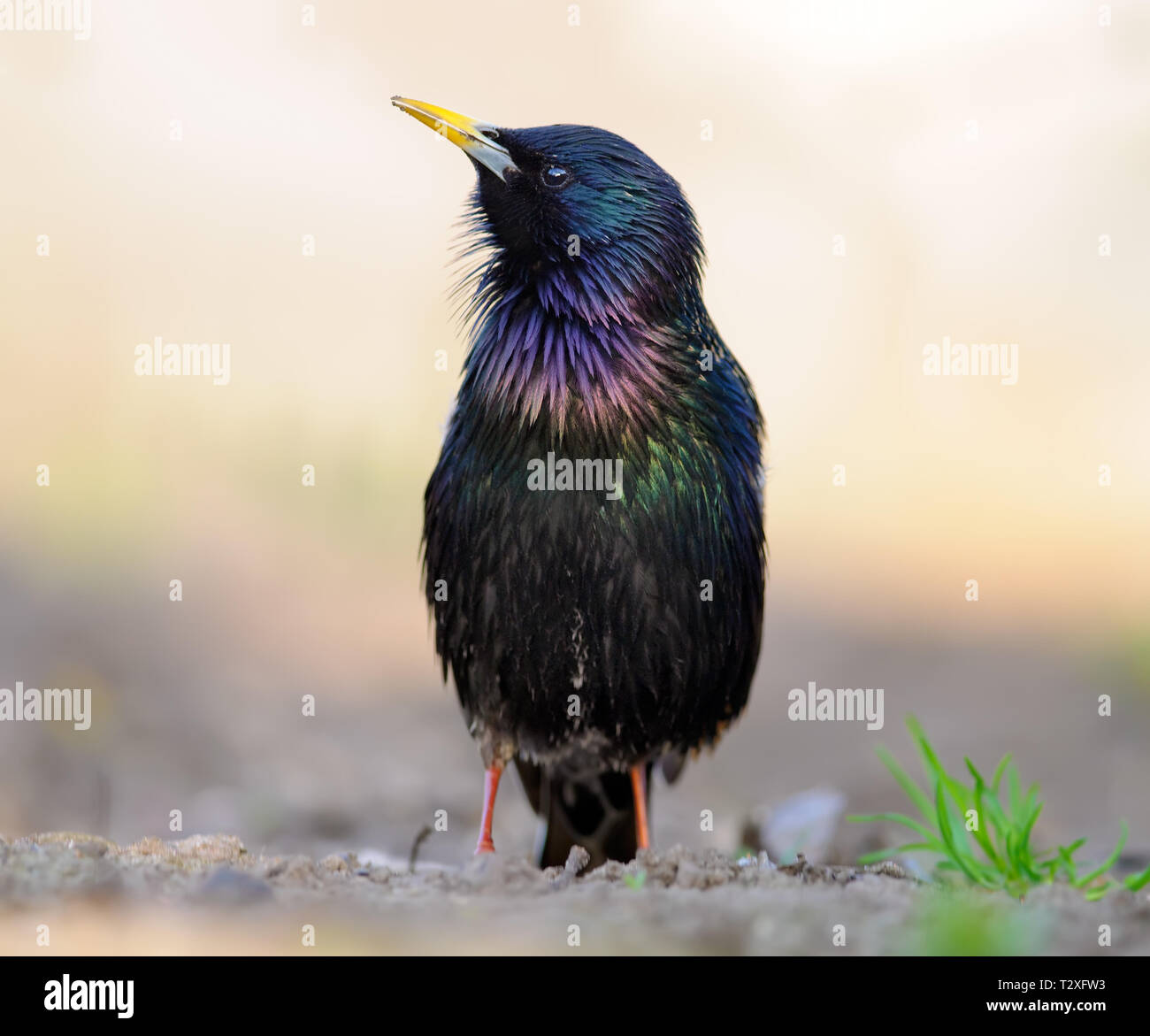 Common Starling singing on the ground in the morning Stock Photo - Alamy