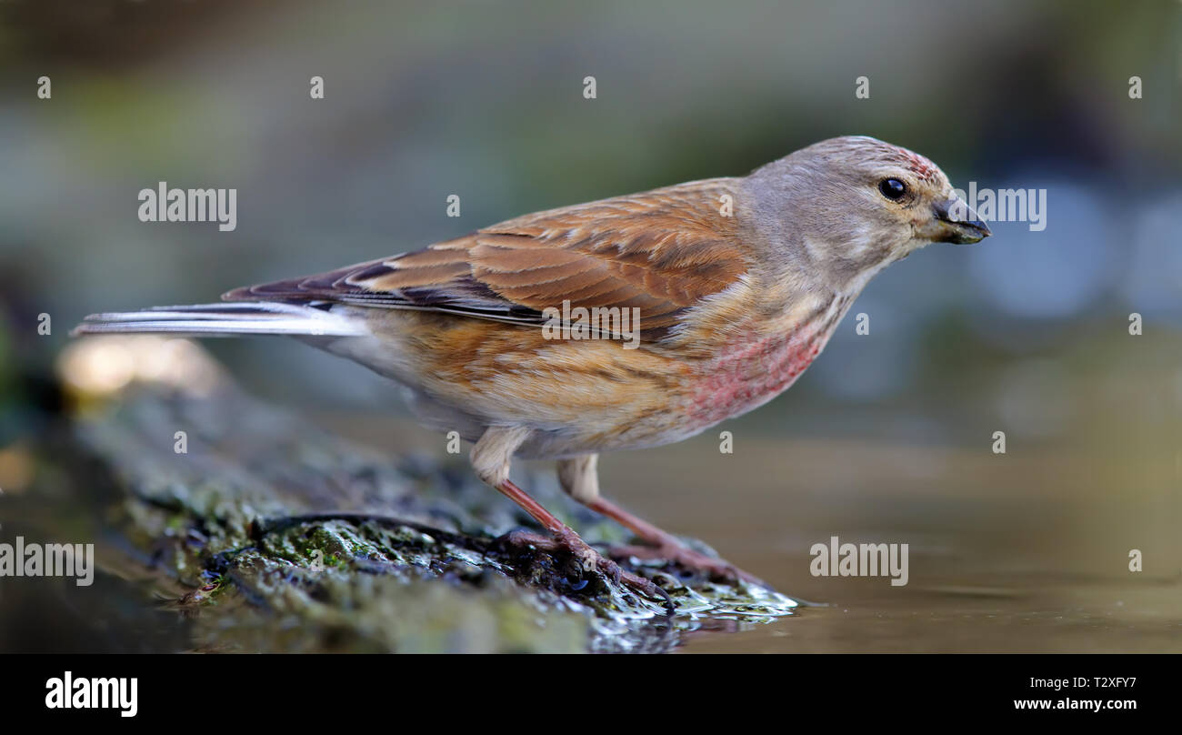 Common linnets hi-res stock photography and images - Alamy