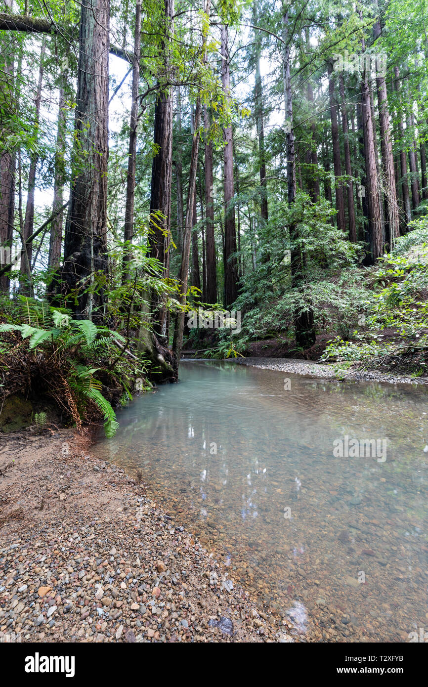 Redwood forest stream hi-res stock photography and images - Alamy