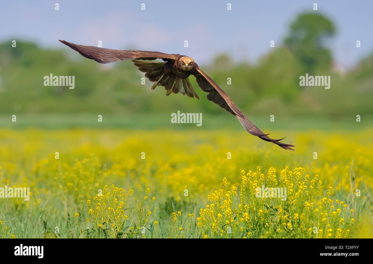 Flying harrier hi-res stock photography and images - Alamy