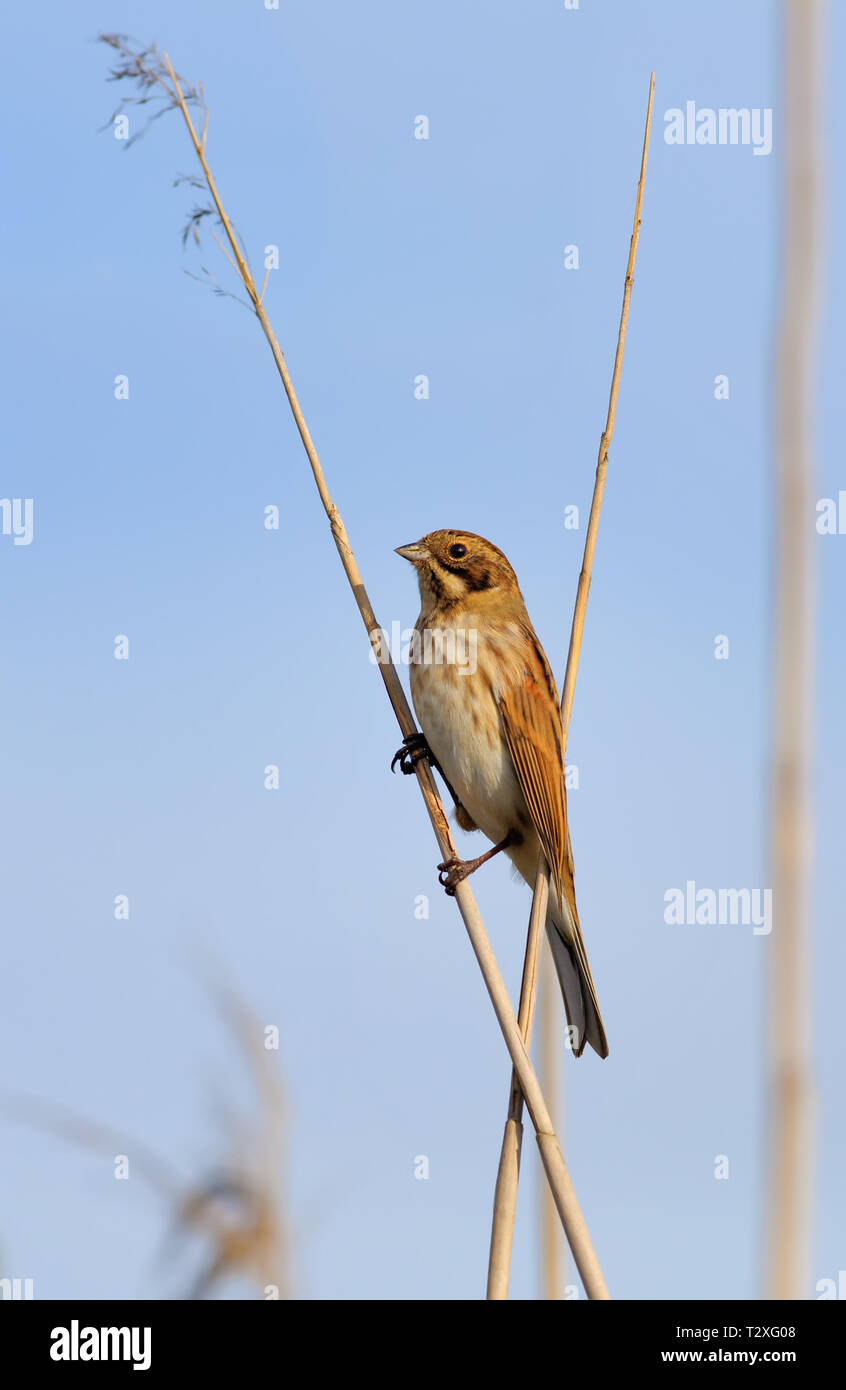 Common reed bunting hi-res stock photography and images - Alamy