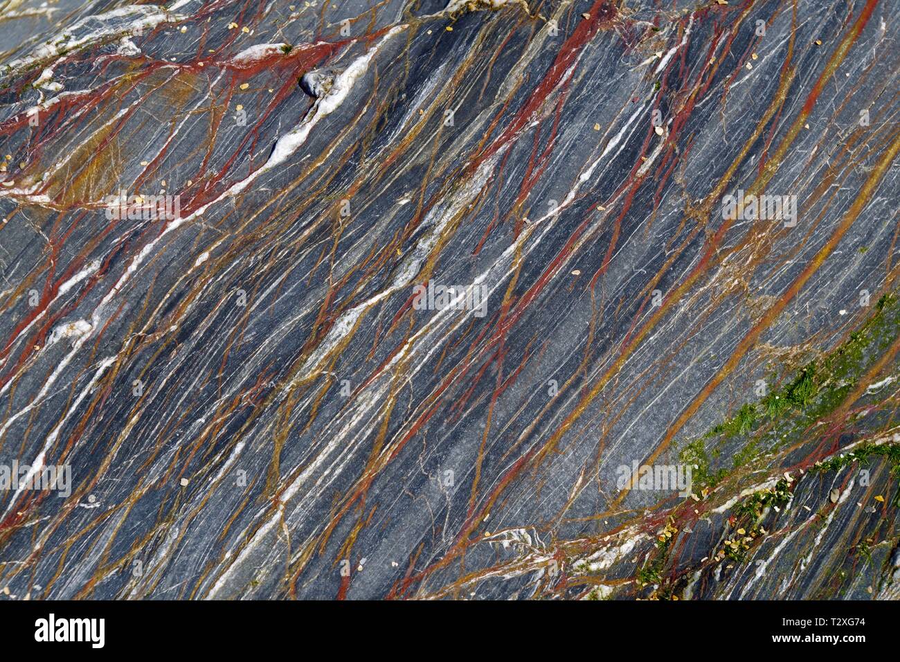 Natural Background of Red Banded and Veined Devonian Slate. Hope Cove ...