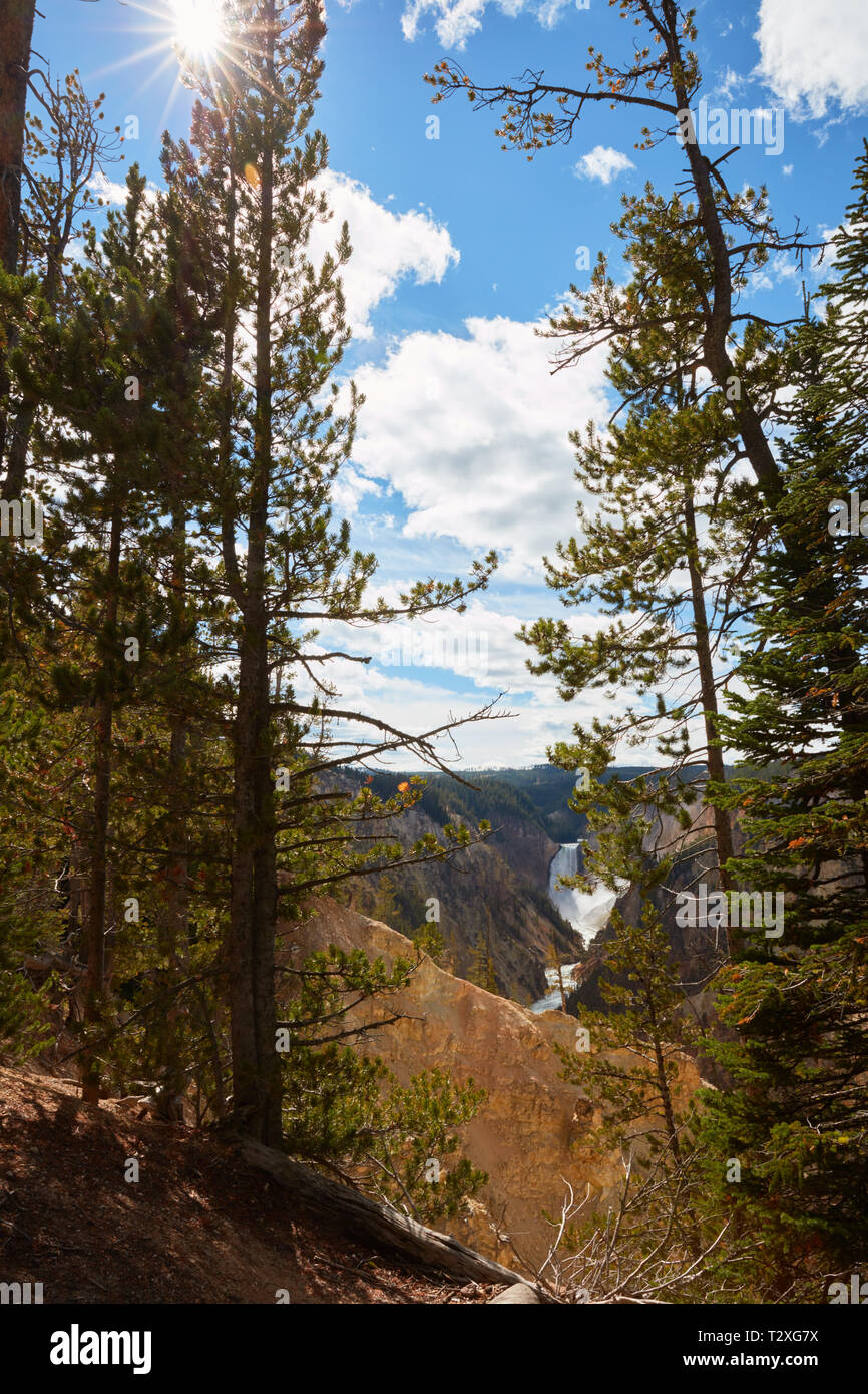 Lower Yellowstone Falls seen between trees at Inspiration Point ...
