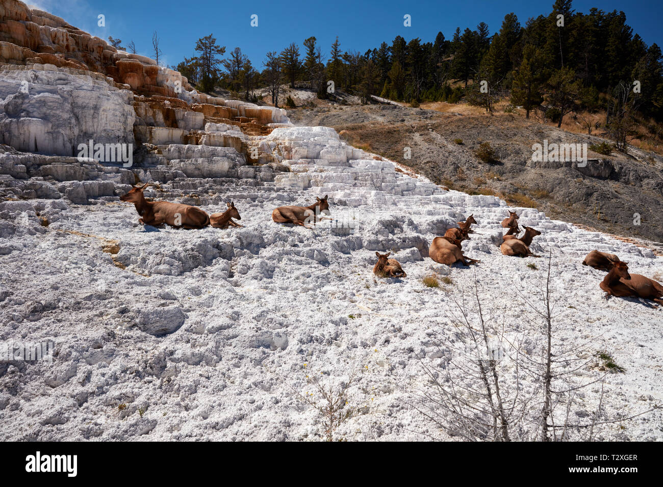American elk national park hi-res stock photography and images - Alamy