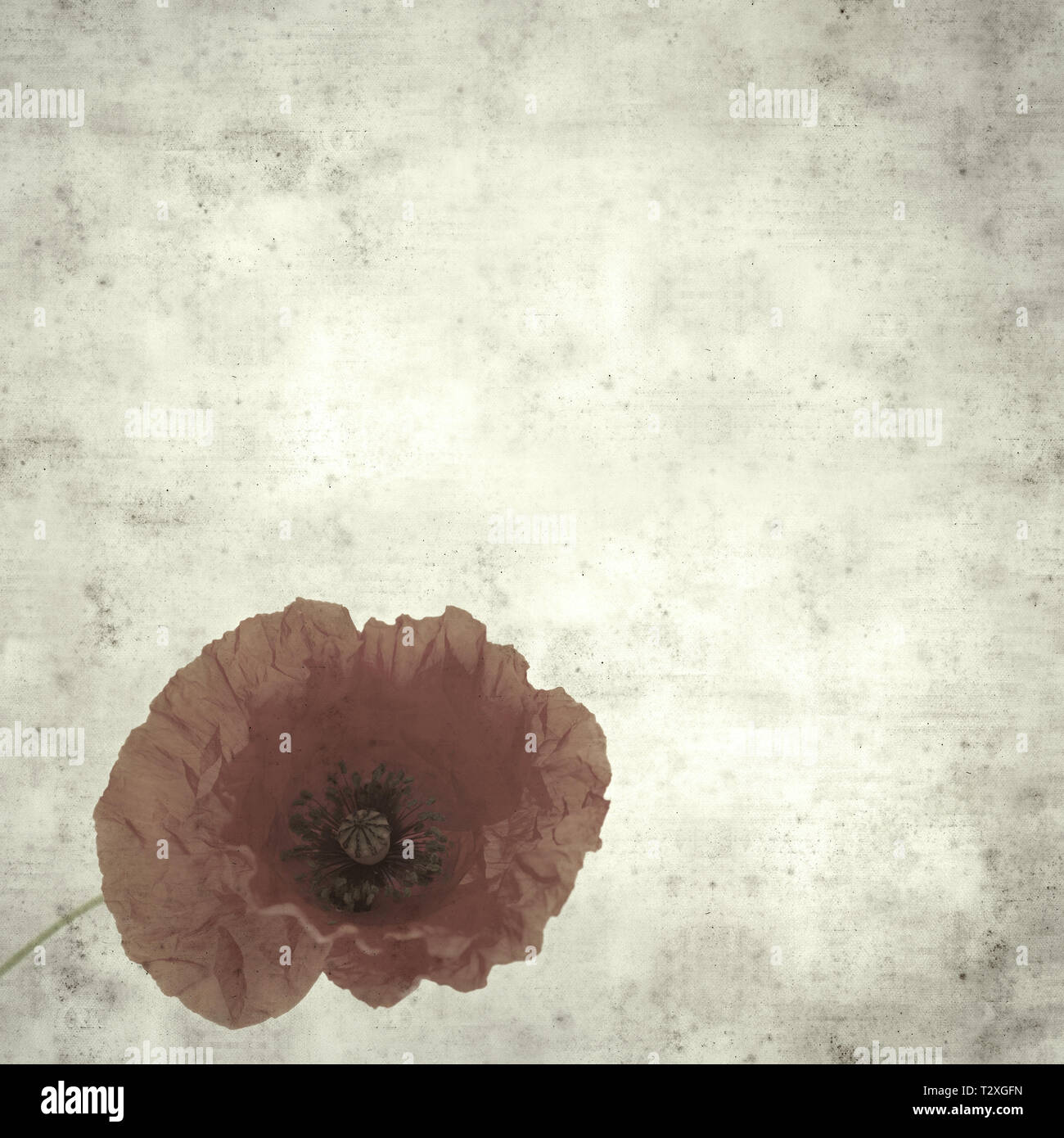 textured stylish old paper background, square, with red poppy Stock ...