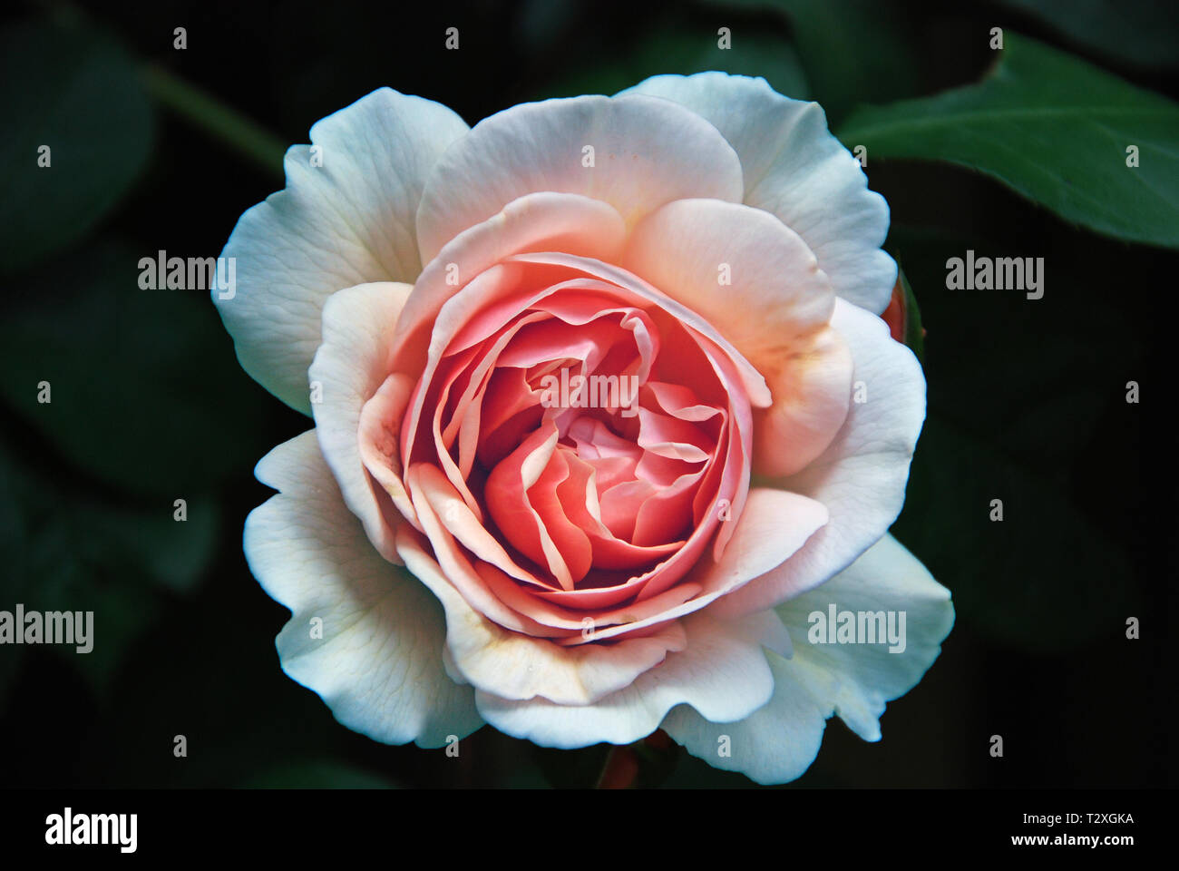 Pale pink rose Stock Photo - Alamy