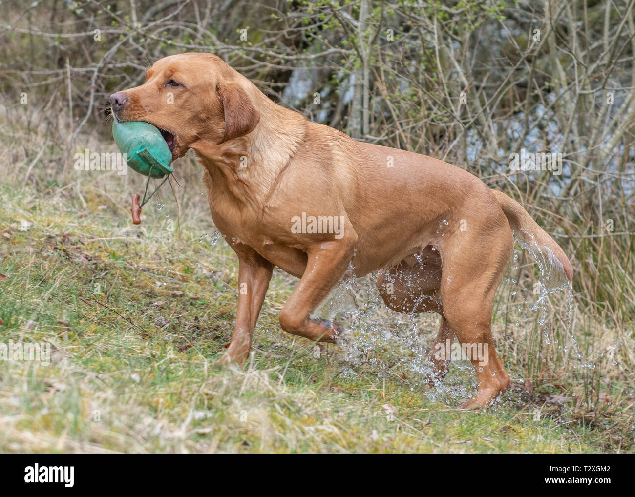 Labrador with gundog dummy hi-res stock photography and images - Alamy
