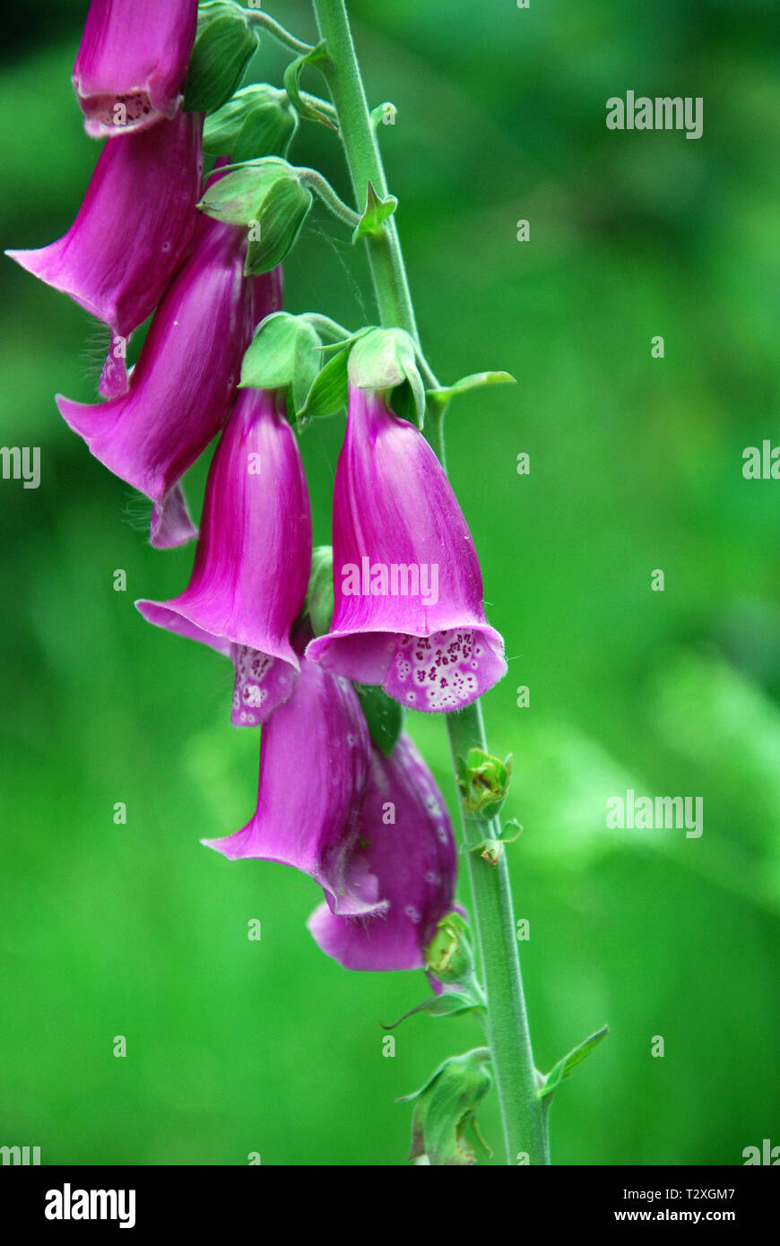 Group of foxglove plants hi-res stock photography and images - Alamy