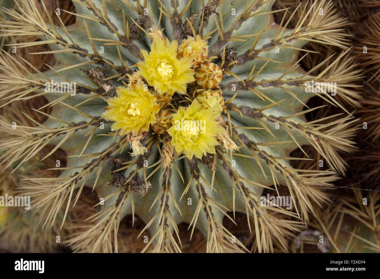 yellow flowers of ferocactus, natural floral background Stock Photo - Alamy