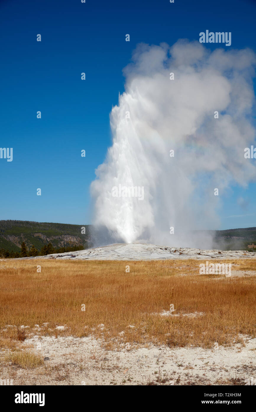 Eruption of Old Faithful geyser in Yellowstone National Park Stock ...