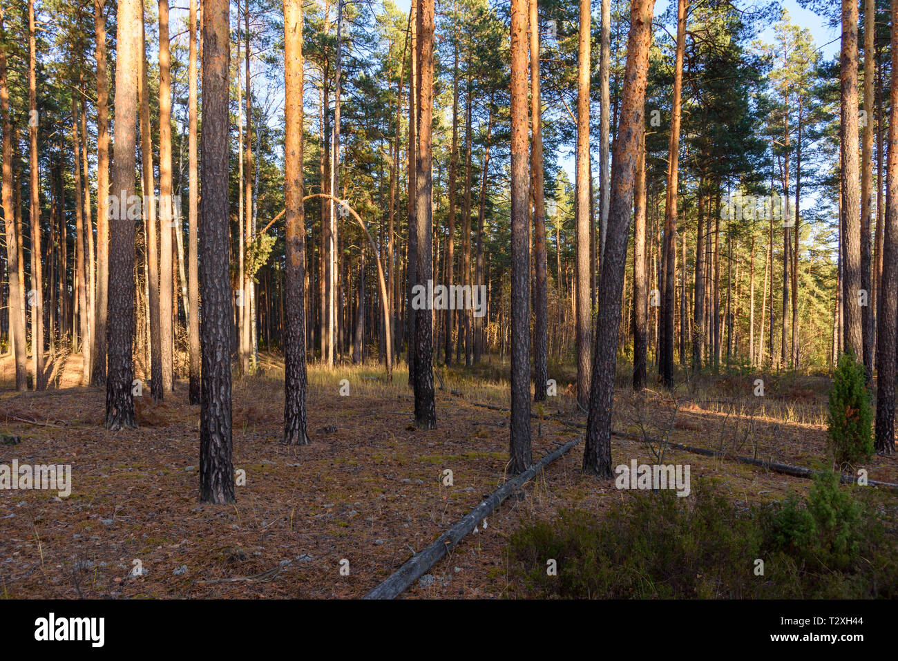 Forest landscape. Pine forest in Russia Stock Photo - Alamy
