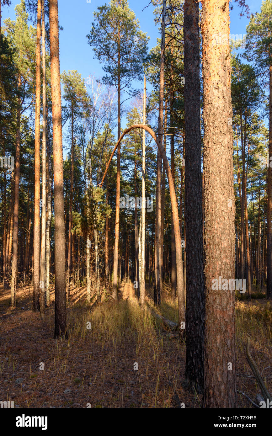 Forest landscape. Pine forest in Russia Stock Photo - Alamy