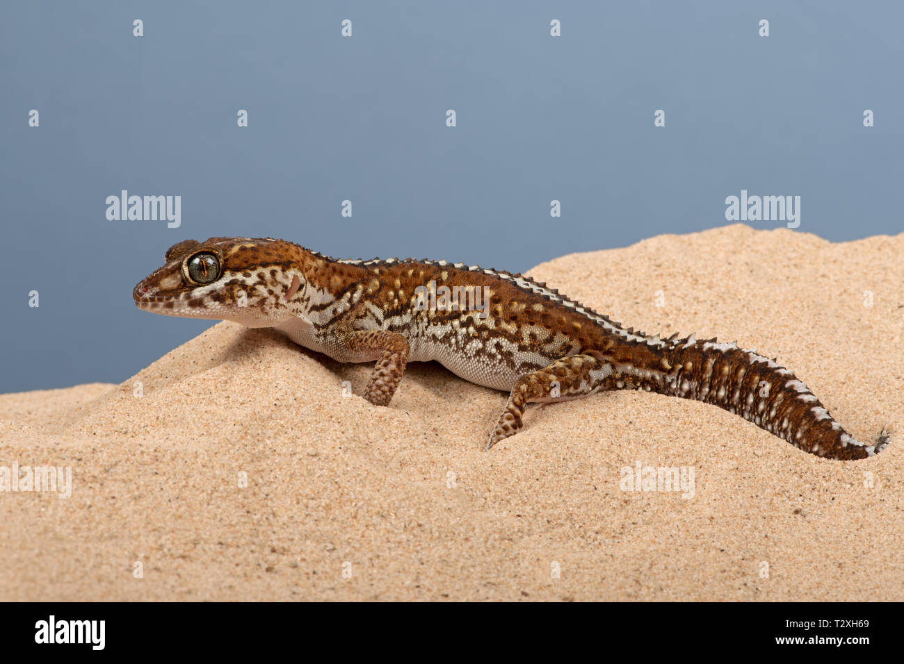 Ocelot Gecko (Paroedura pictus Stock Photo - Alamy