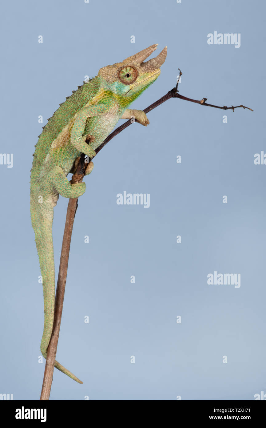 Jacksonii hi-res stock photography and images - Alamy