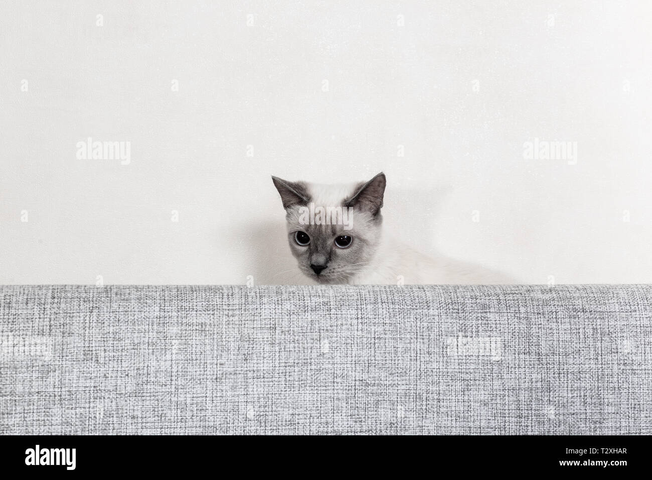 The cat looks out from behind the back of the sofa on a light ...
