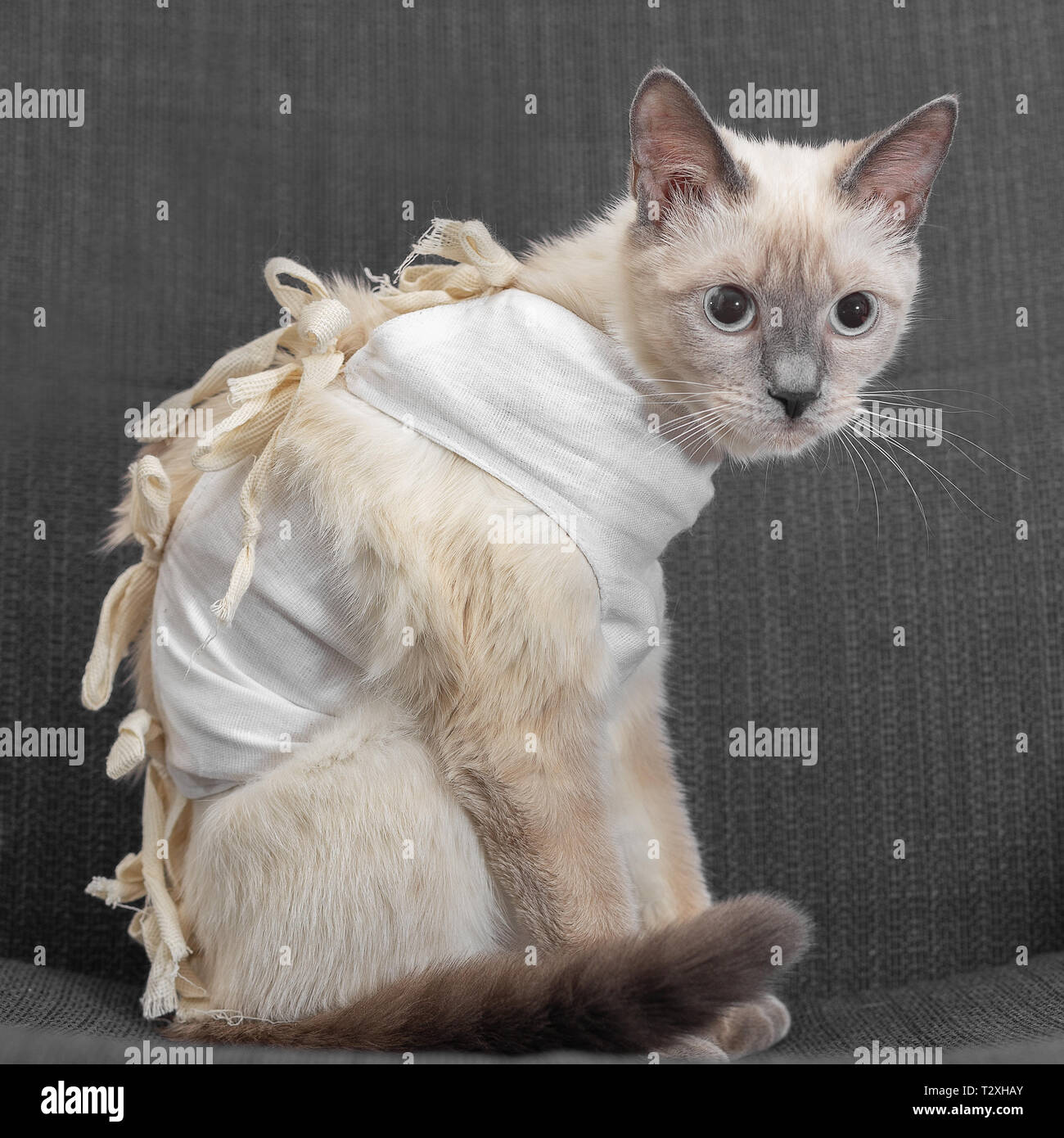 Thai cat after surgery in a postoperative bandage. Light cat after ...