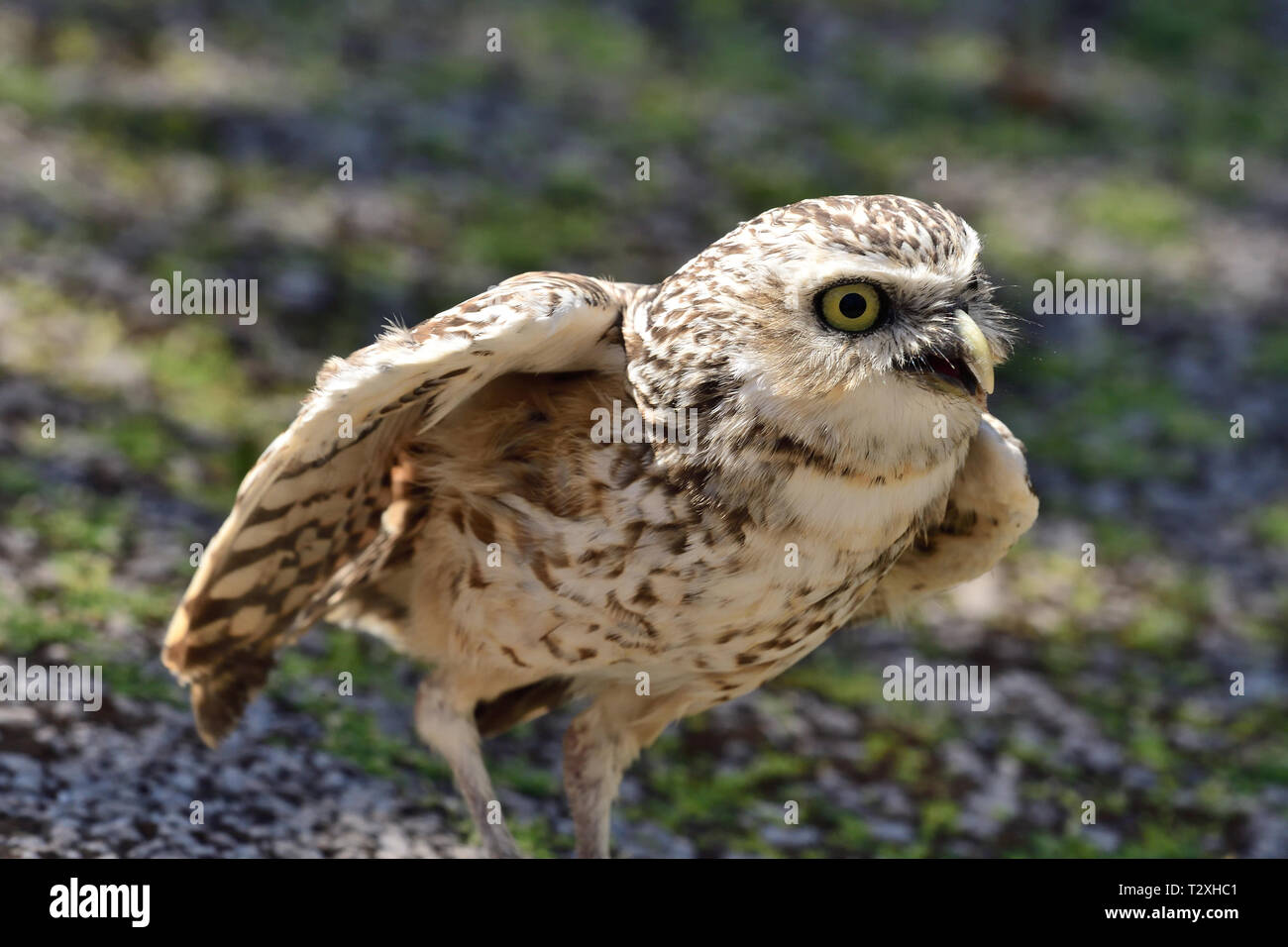Running owl hi-res stock photography and images - Alamy