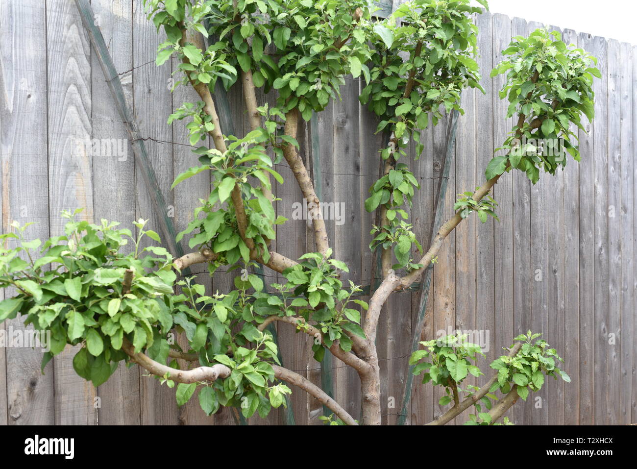 Tree Against a Fence Stock Photo - Alamy
