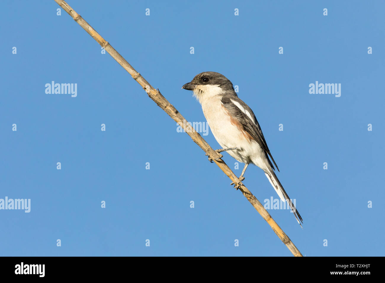 Wild cop hi-res stock photography and images - Alamy