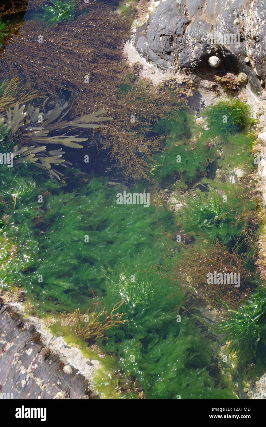 Sub littoral hi-res stock photography and images - Alamy
