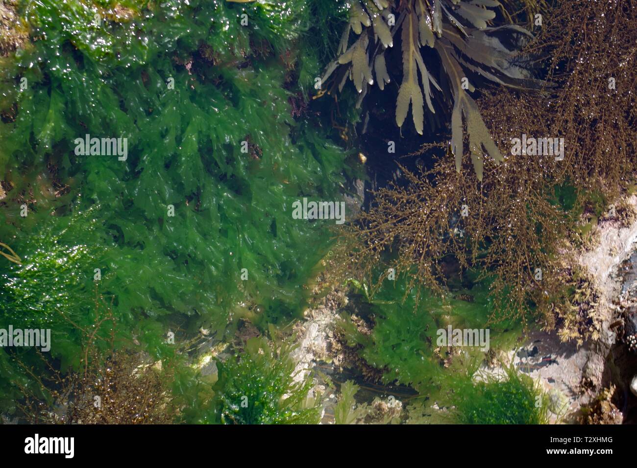 Natural Background Close Up of Seaweed in a Rockpool. Hope Cove, South ...