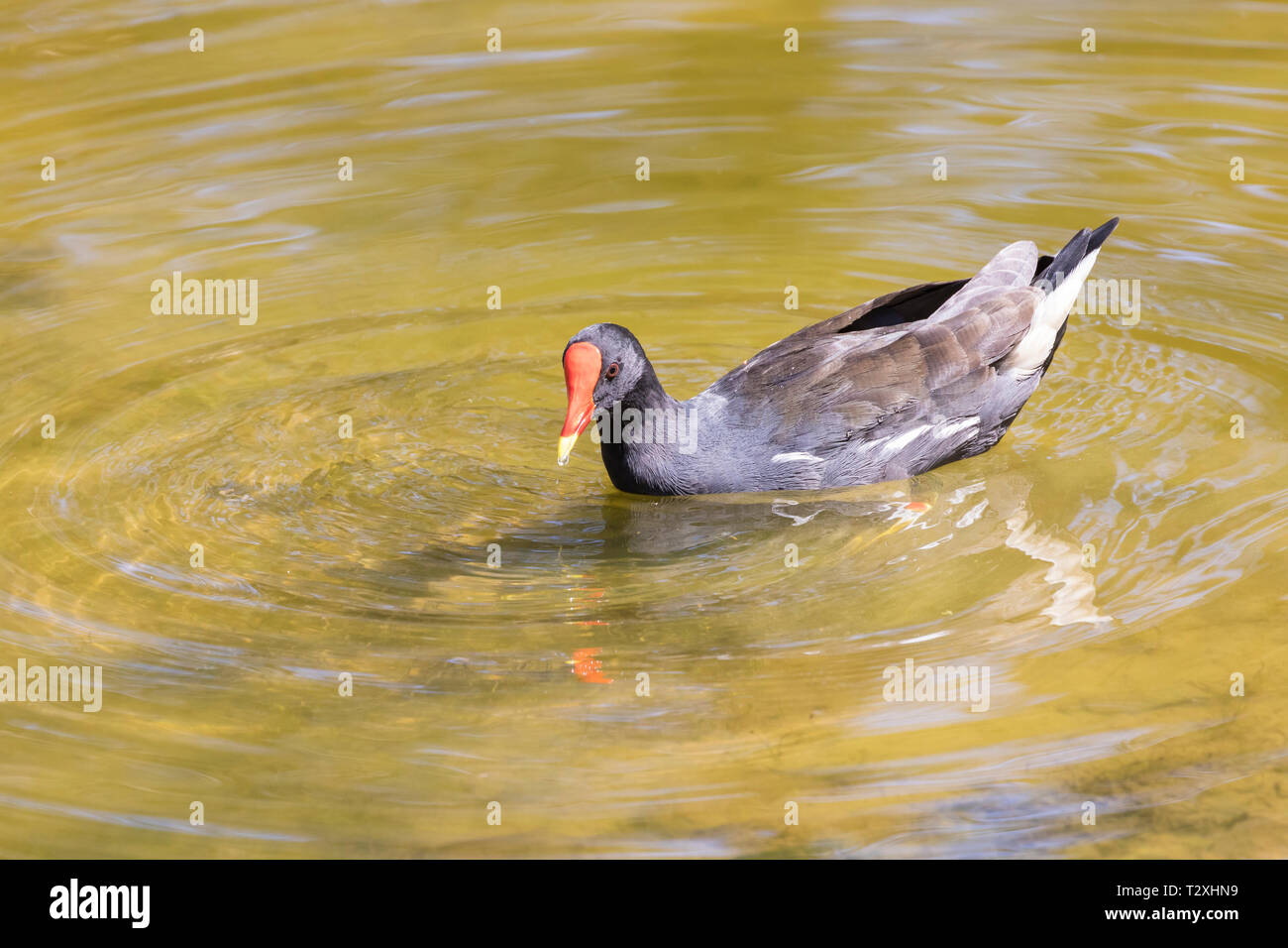 Marsh hen hi-res stock photography and images - Alamy