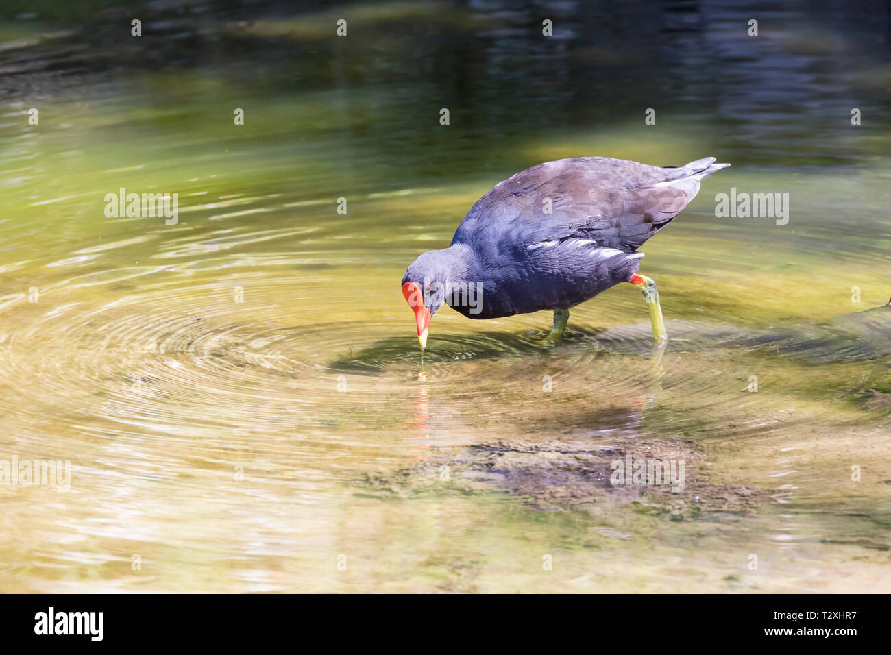 Marsh hen hi-res stock photography and images - Alamy