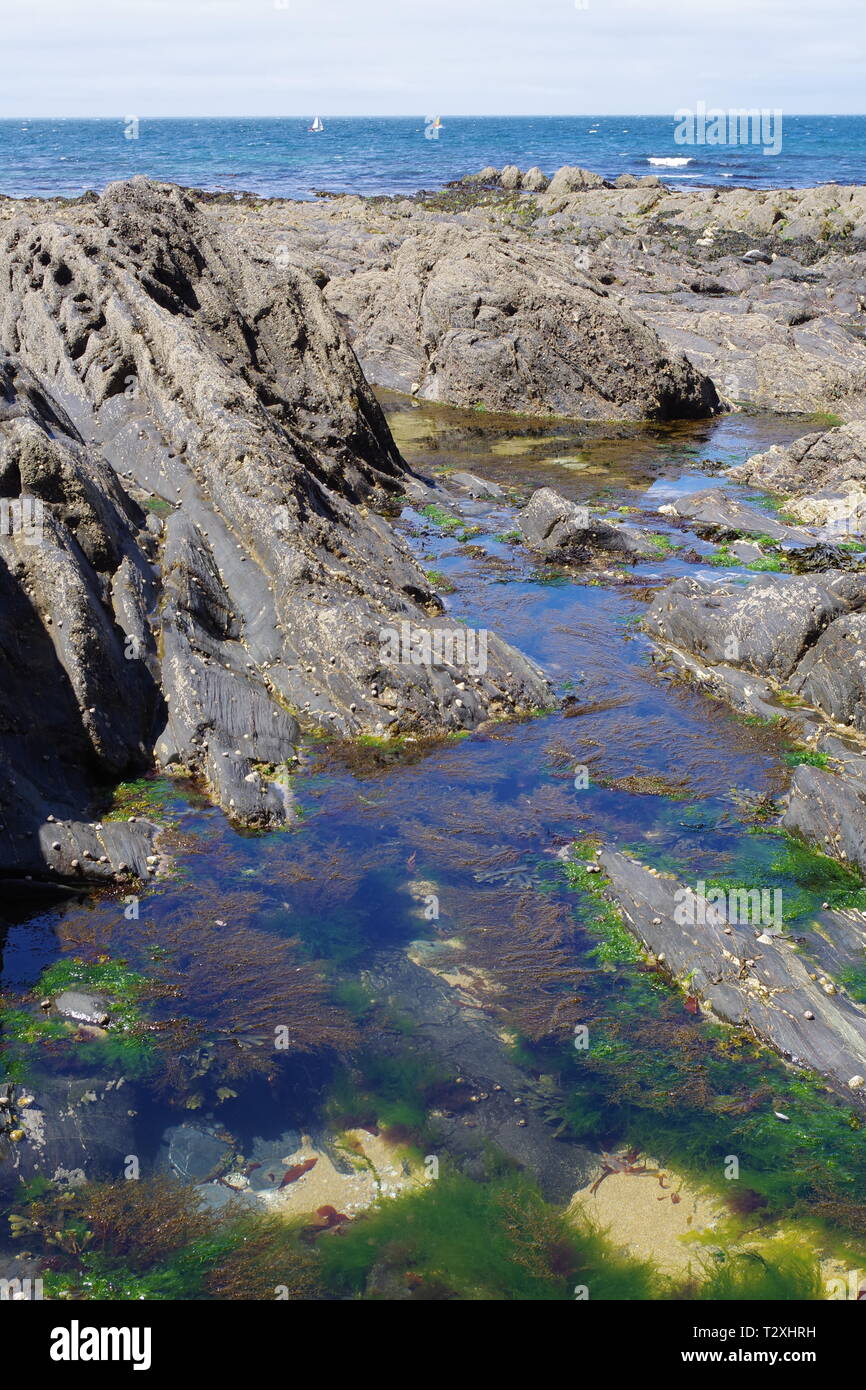 Rocky Devonian Slate Geology along the coast at Hope Cove on a Summers ...