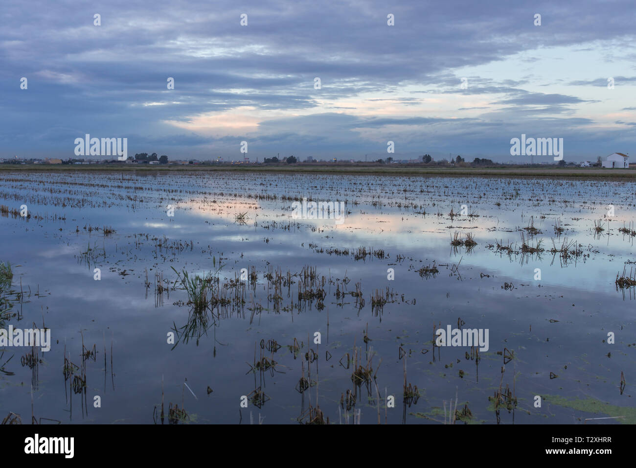 Lovely rice field at sunset hi-res stock photography and images - Alamy