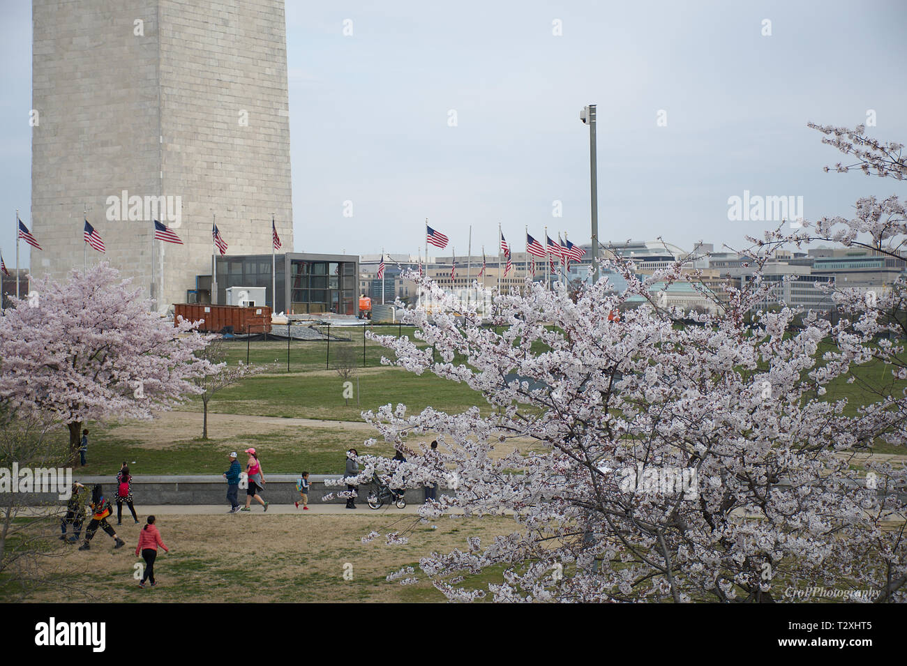 George washington cherry tree hi-res stock photography and images - Alamy