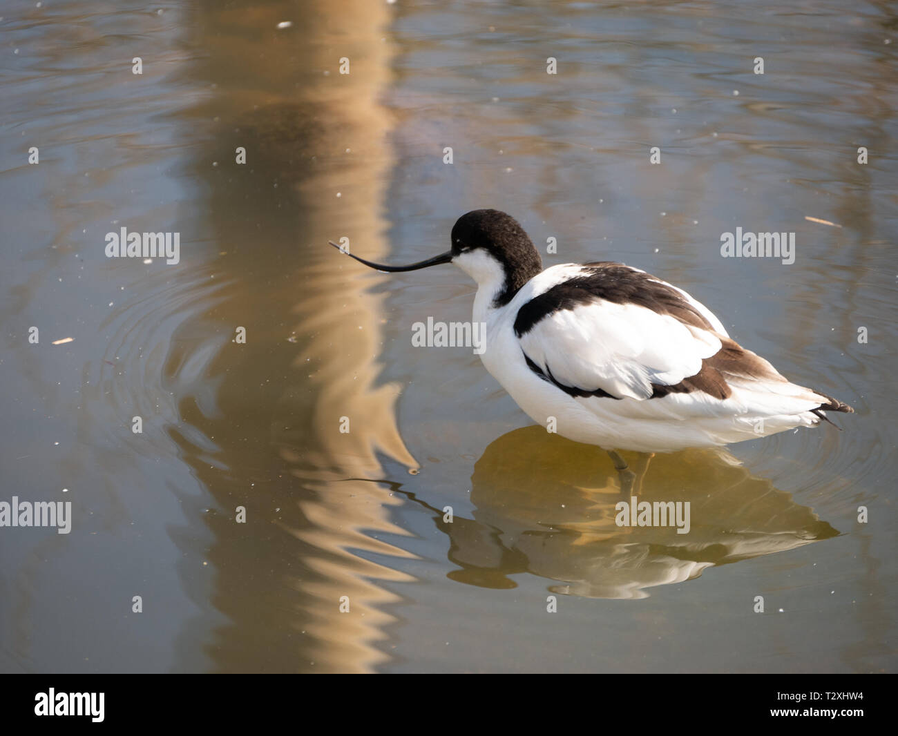 Recurvirostra avosetta pied avocet hi-res stock photography and images ...