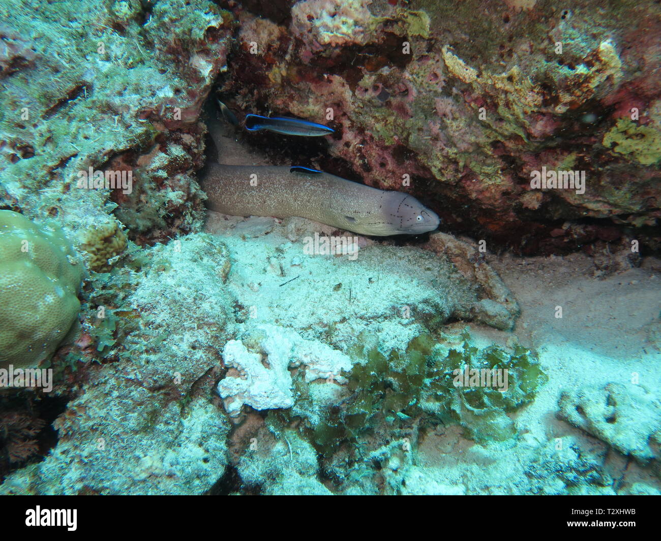 Geometric moray (Gymnothorax griseus) with cleaner wrasse, Mnemba atol ...