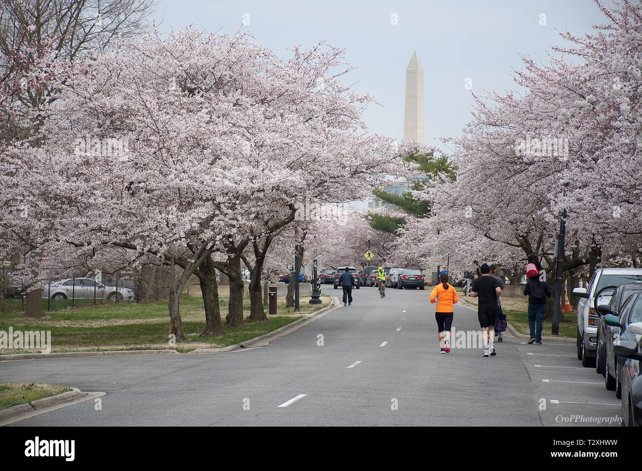 People jogging in East Potomac Park with Cherry Blossom Trees and the ...