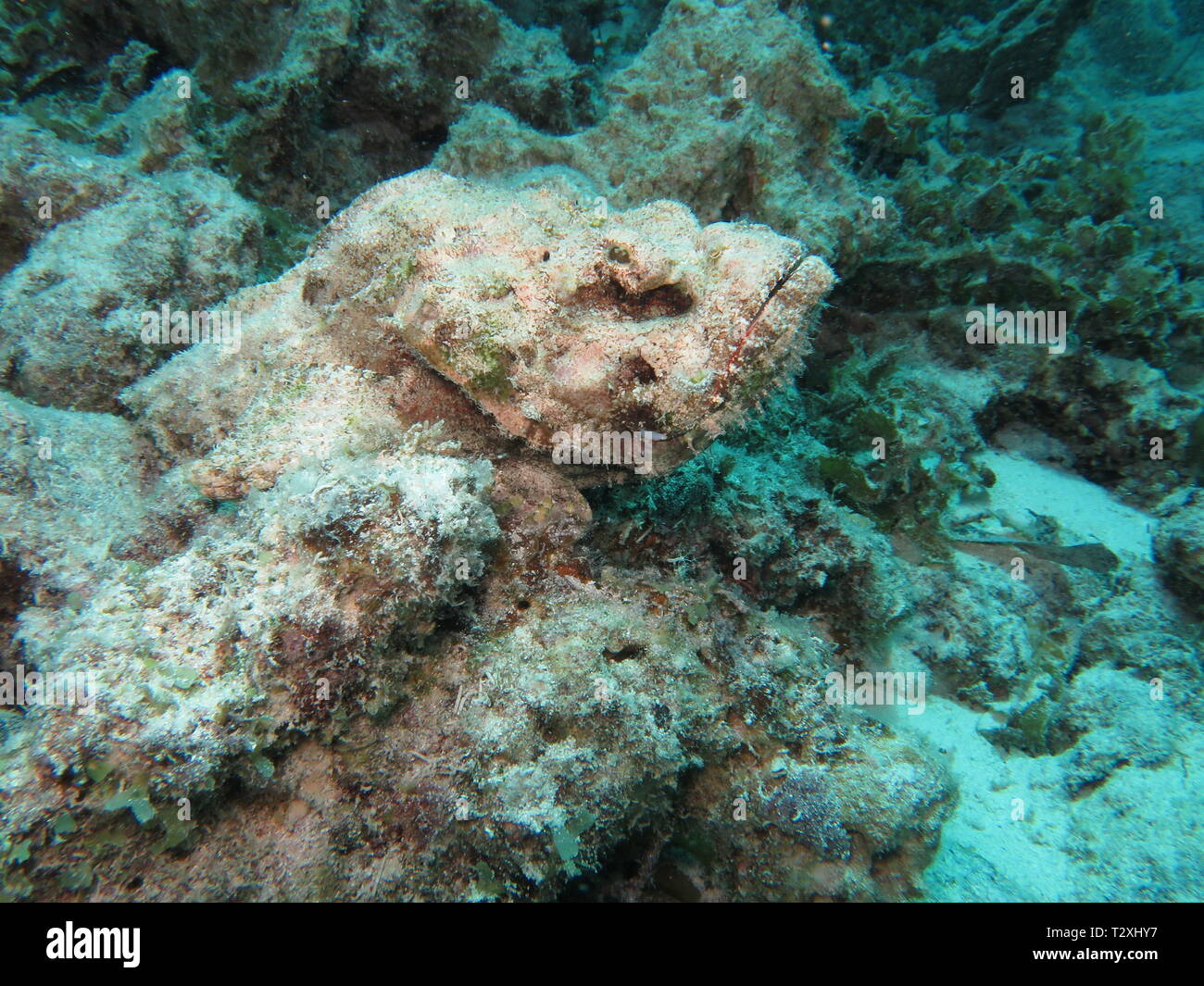 Stonefish camouflage hi-res stock photography and images - Alamy
