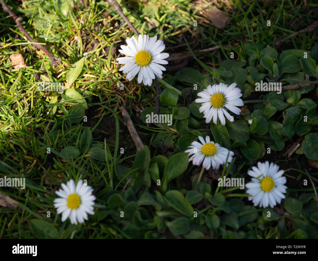 Daisy lawn uk hi-res stock photography and images - Alamy