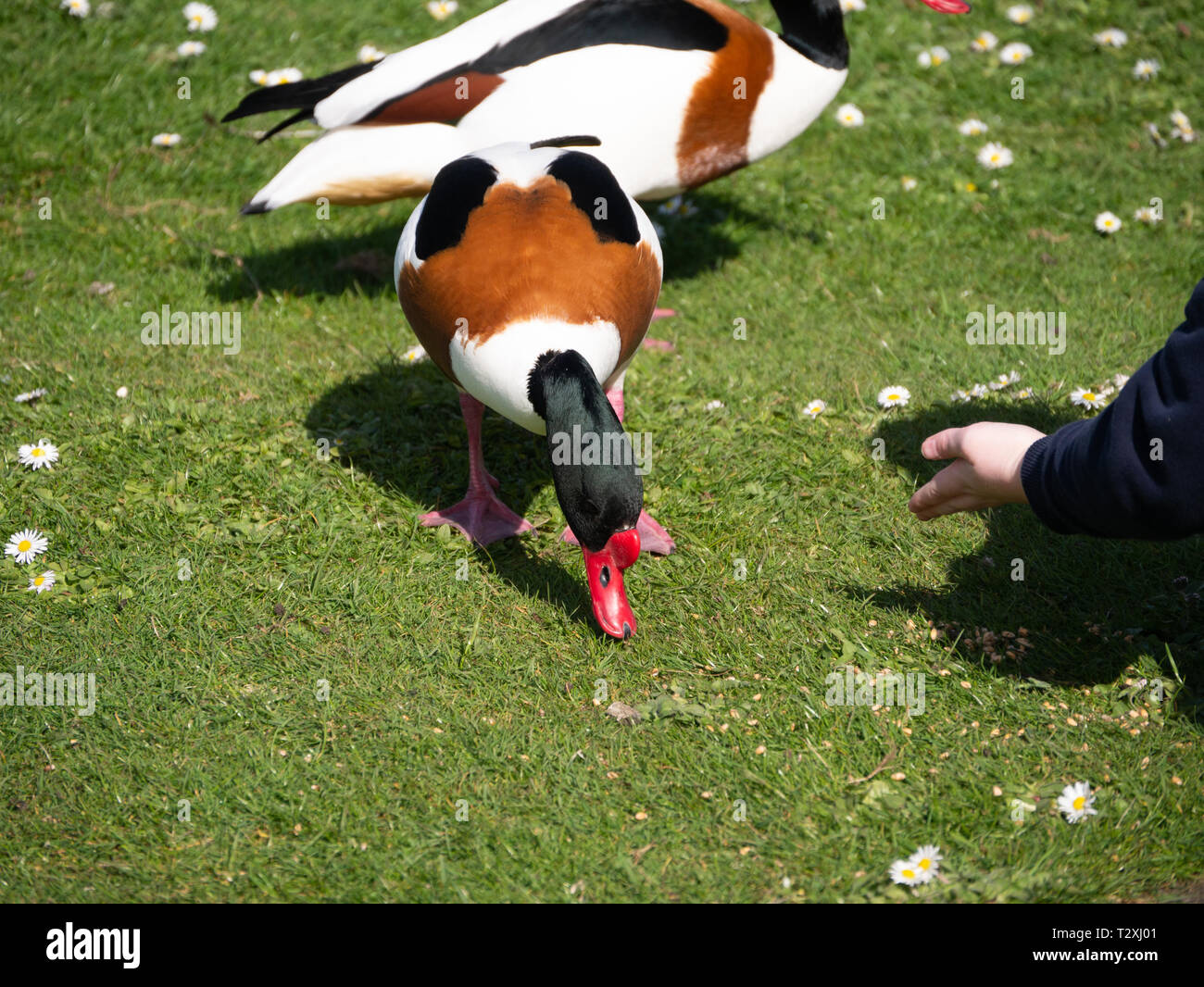 Common shellduck hi-res stock photography and images - Alamy