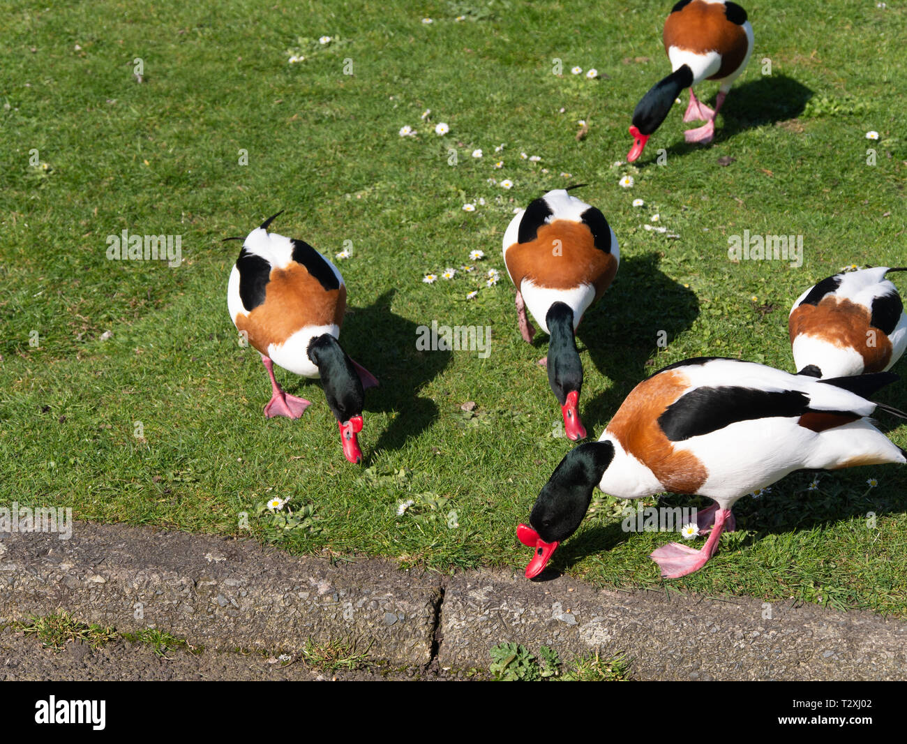 Common shellduck hi-res stock photography and images - Alamy